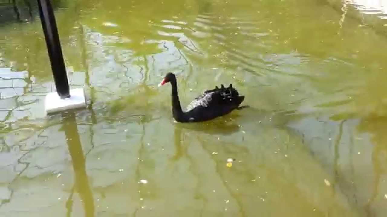Swan (Arayannam) One of a beautiful bird - YouTube