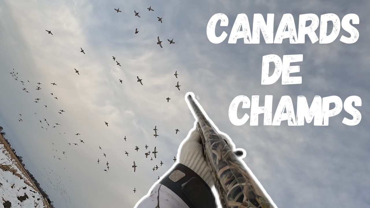 Chasse au canard (Canard de champs) Duck hunt - YouTube