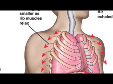 Pulmonary Ventilation Model Project - YouTube