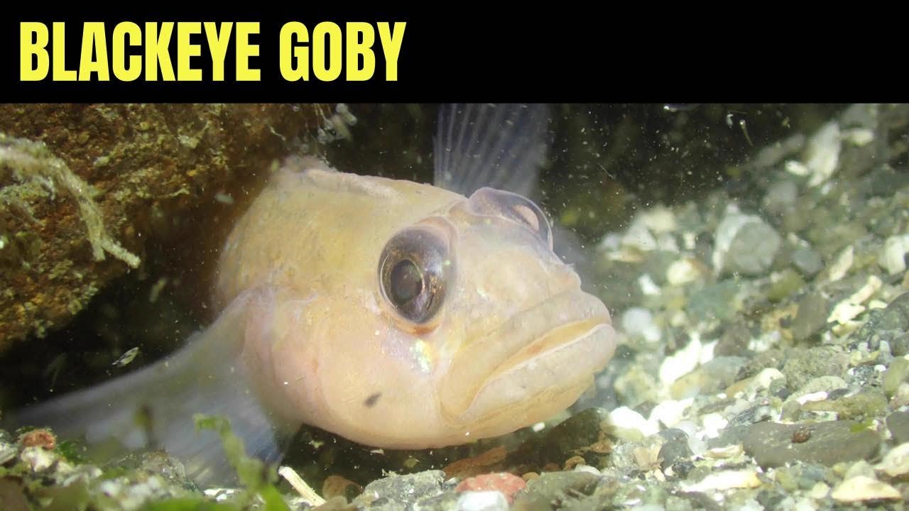 Blackeye Goby 8 | Salish Sea Marine Wildlife - YouTube