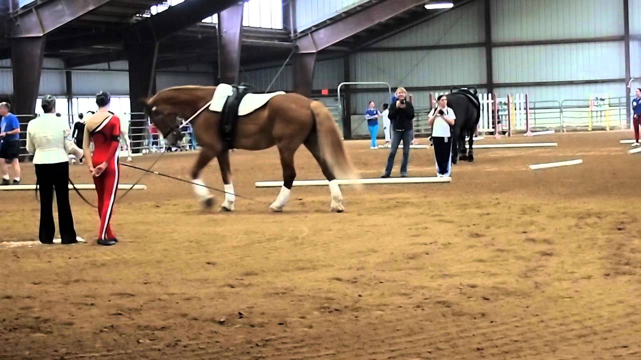 Spring Fest 2011 Horse Vaulting - YouTube