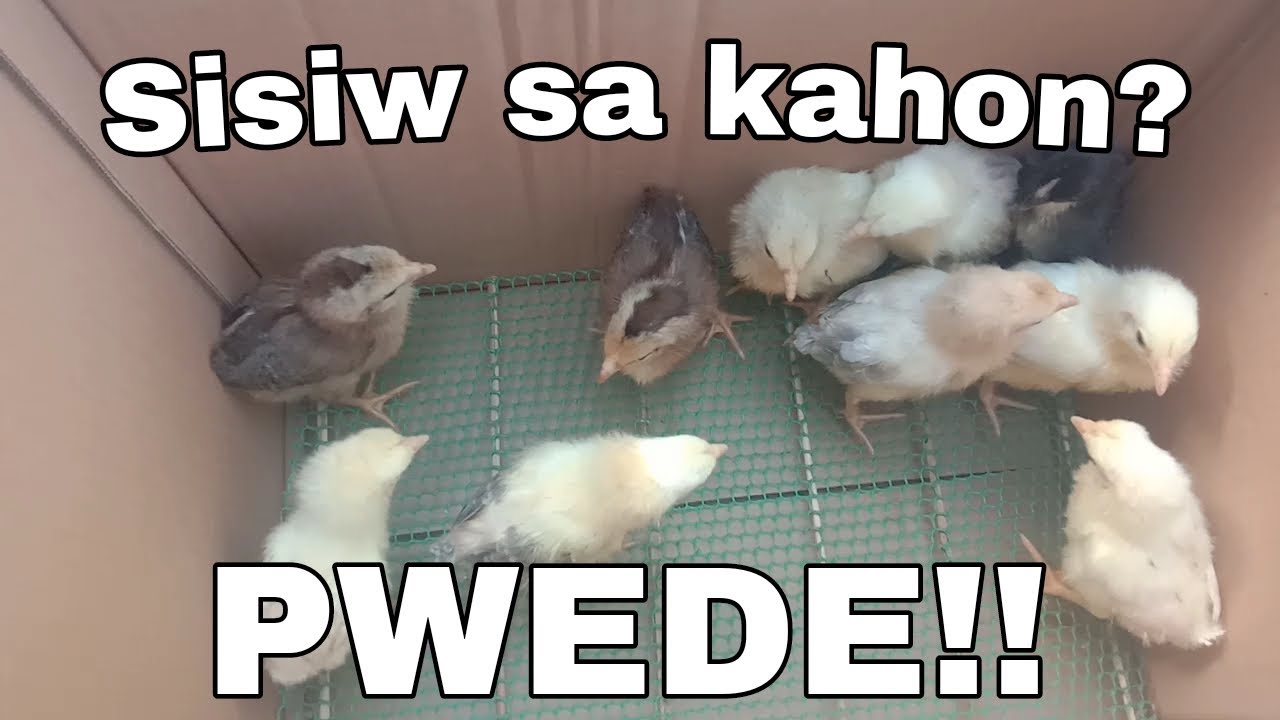 #20'Simpleng tips sa pag-aalaga ng sisiw | Paano mag-alaga ng mga sisiw ...