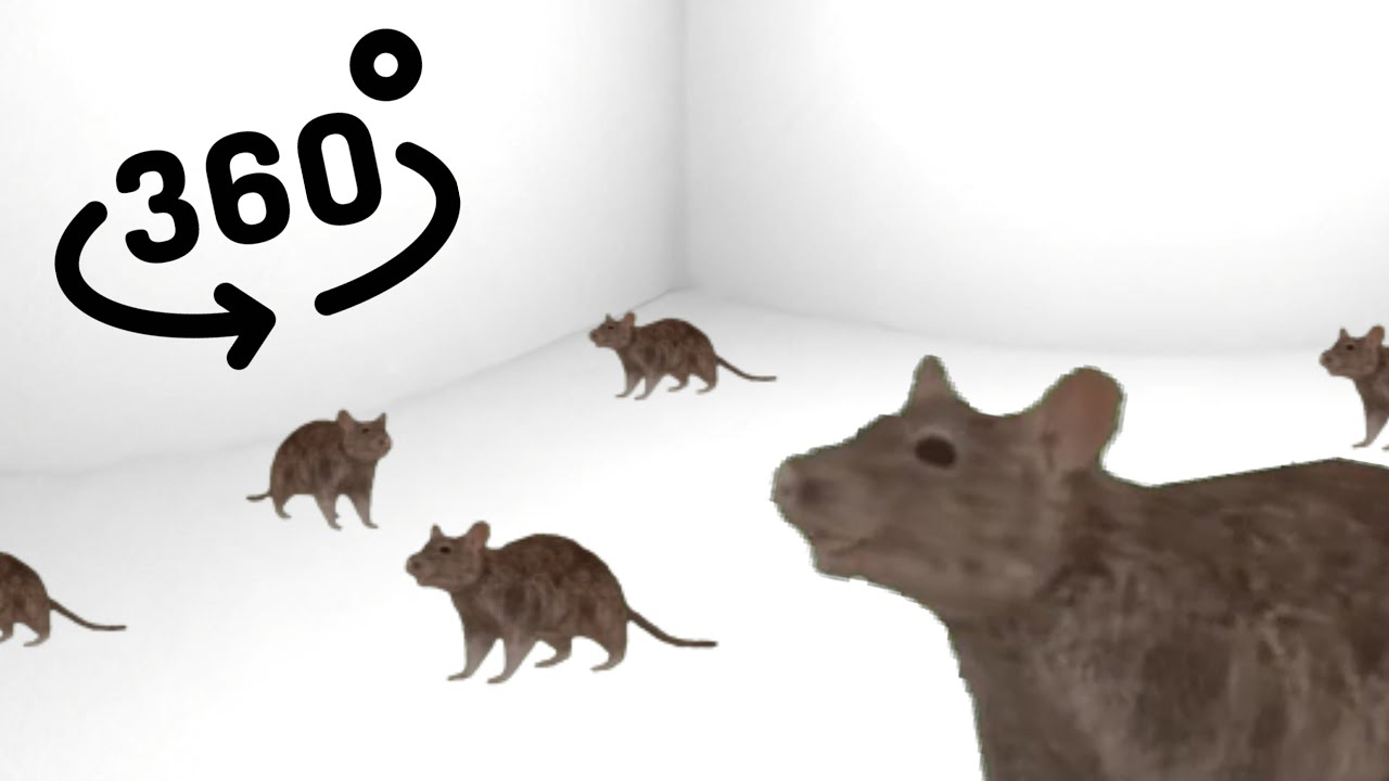 a rubber room with rats - YouTube