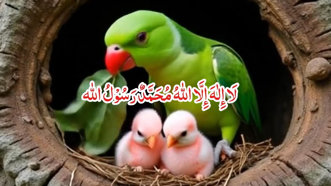 Pehla Kalma Tayyab: The First Pillar of Faith in Islam v3 - YouTube