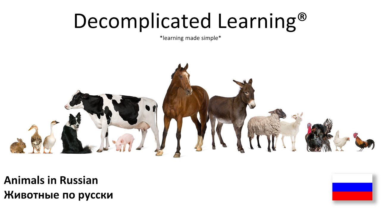 Learn Animals in Russian - YouTube