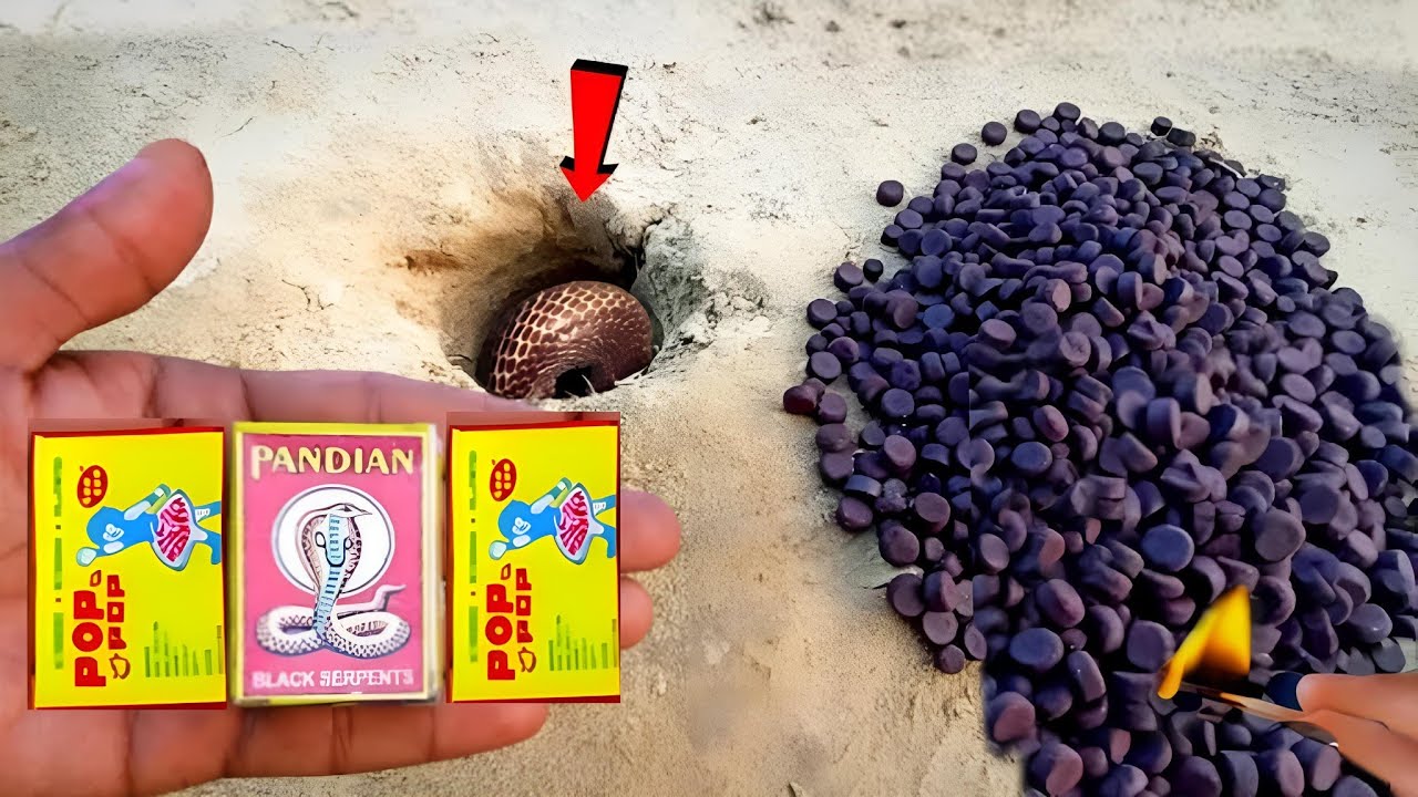 16000 Firecrackers Were Put Into The Snake 🐍 at One Time || Testing ...