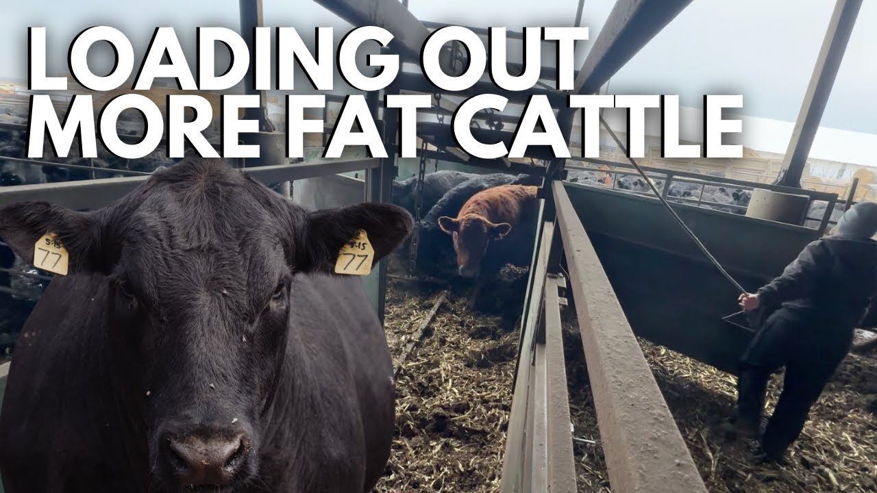 PAY DAY! Loading out some more fat cattle| Day in the life of a 27 year ...