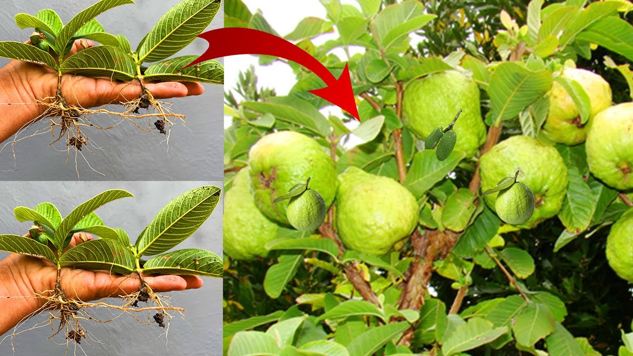 Great Way For Grafting Guava Tree Using Mango Fruit With Aloe Vera ...