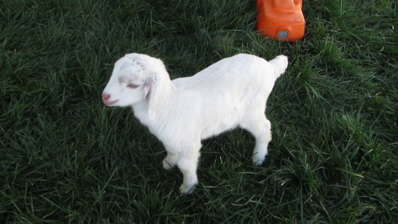 Mandy the baby goat - YouTube