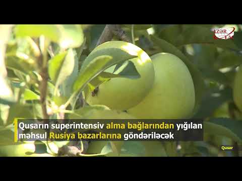Qusarın superintensiv alma bağlarından yığılan məhsul Rusiya bazarlarına göndəriləcək