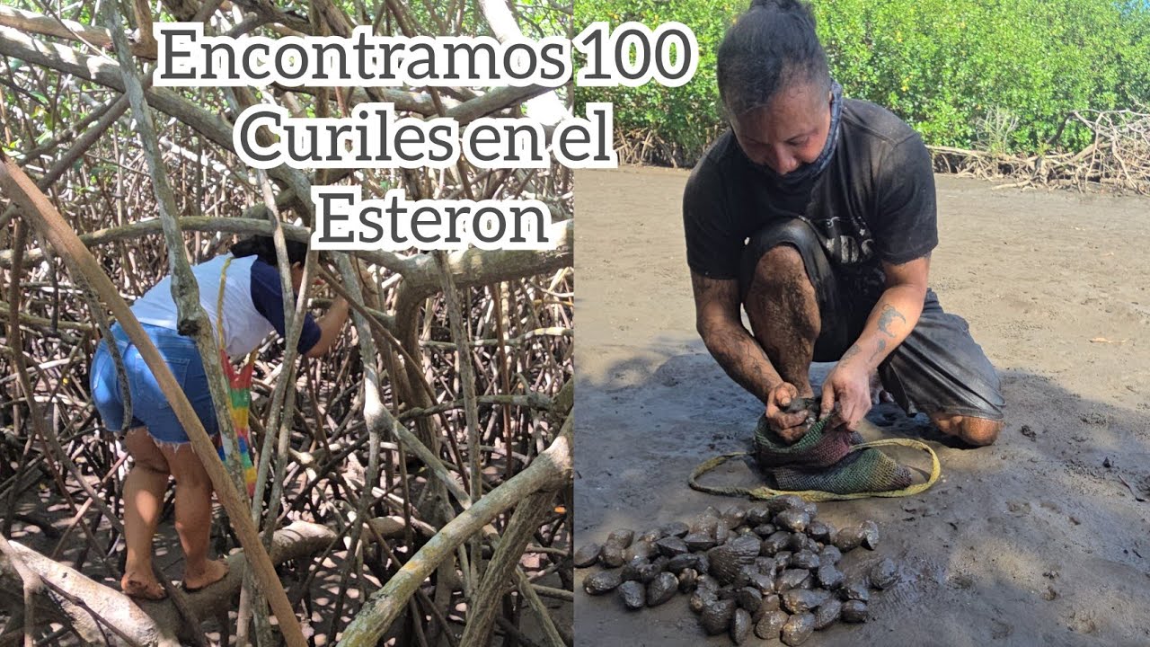 🛑 🤗hoy nos fue bien buscando curiles😱😱《♡AVENTURAS INTIPUQUEÑAS 503 ...