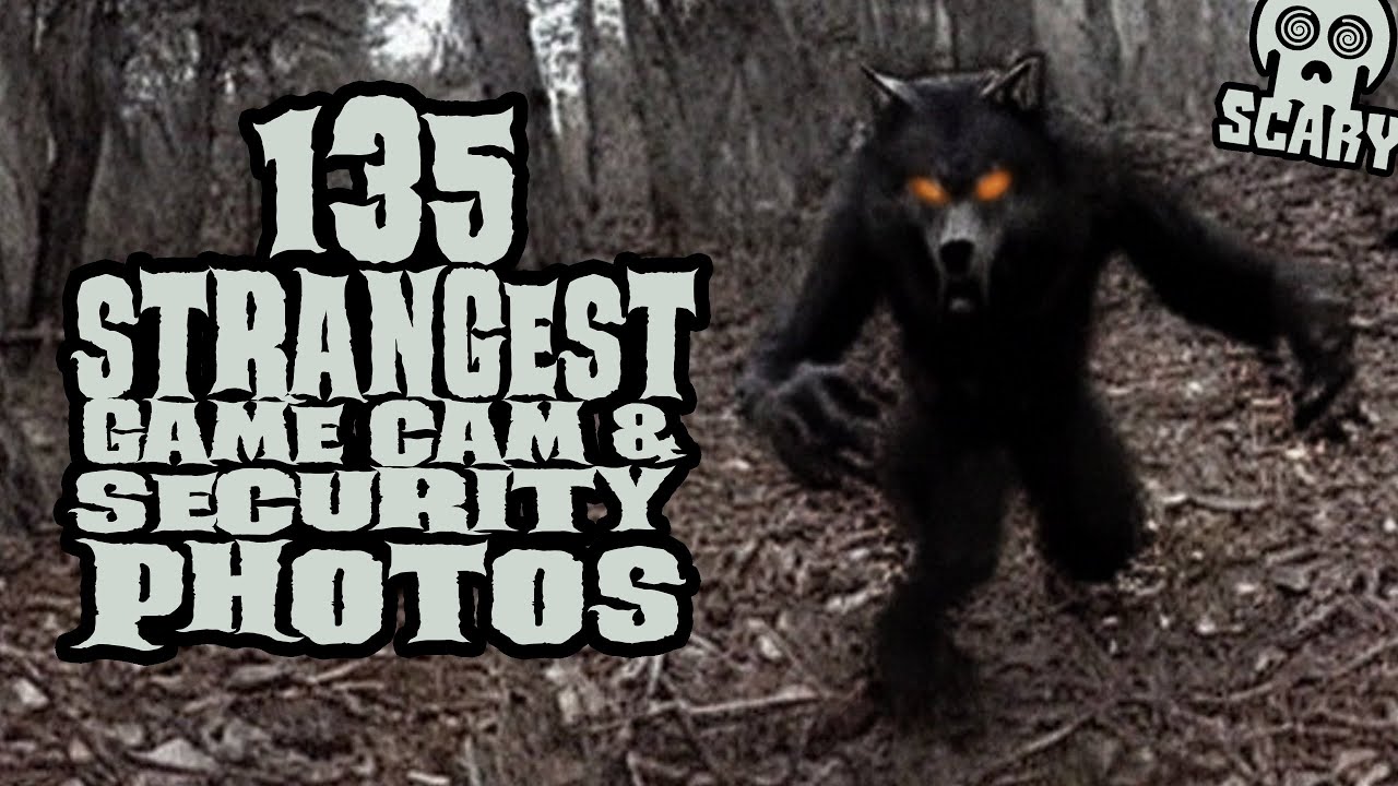 135 STRANGE Dogman/Cryptid Game Cam/Security Pix (All-New) - YouTube