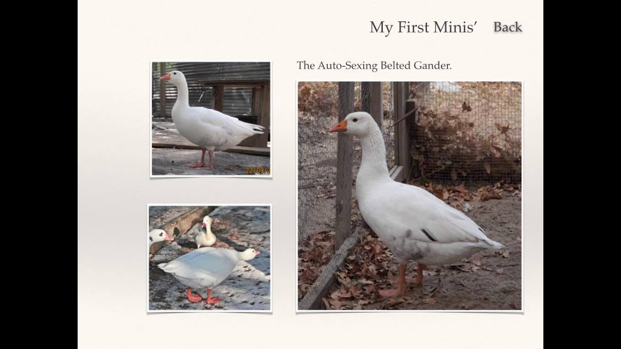 Oregon Mini Geese 2013 - YouTube