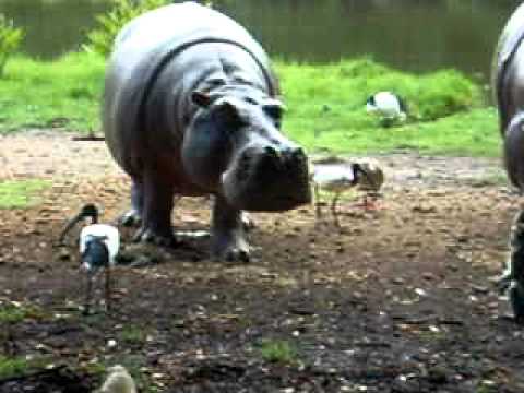 HIPPO TRAPS MONKEY - YouTube