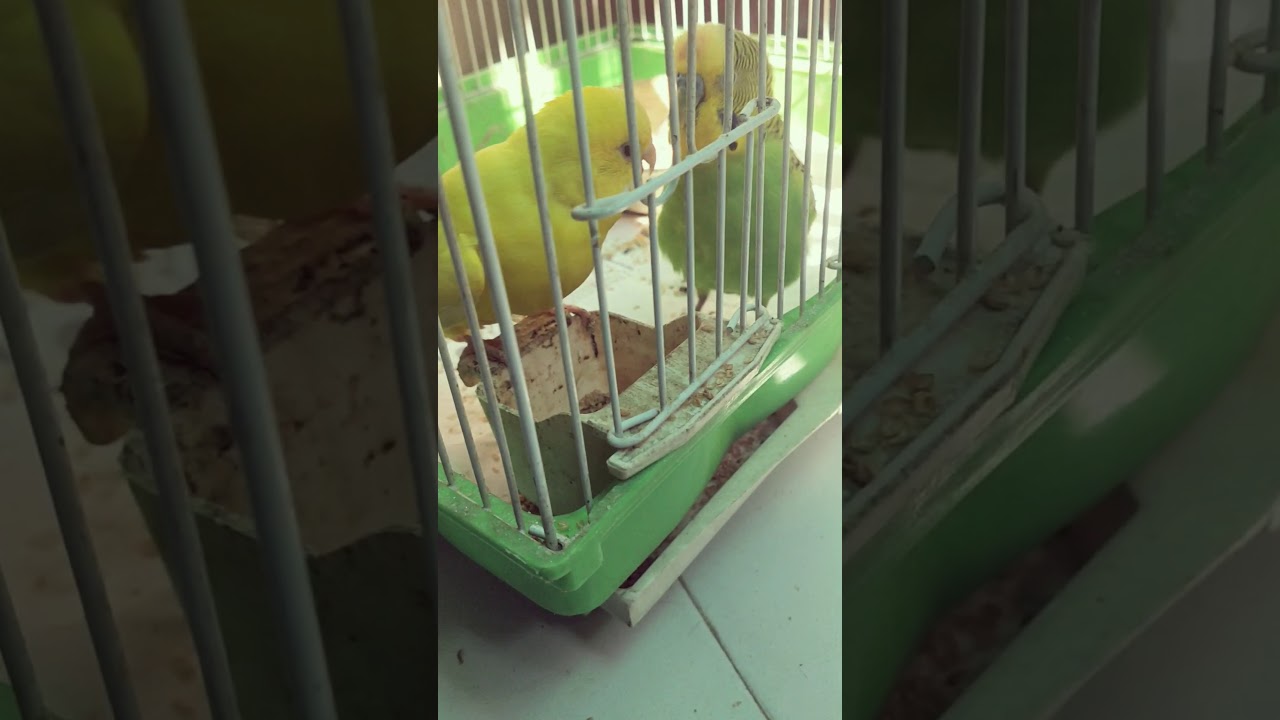 Budgie fight - YouTube