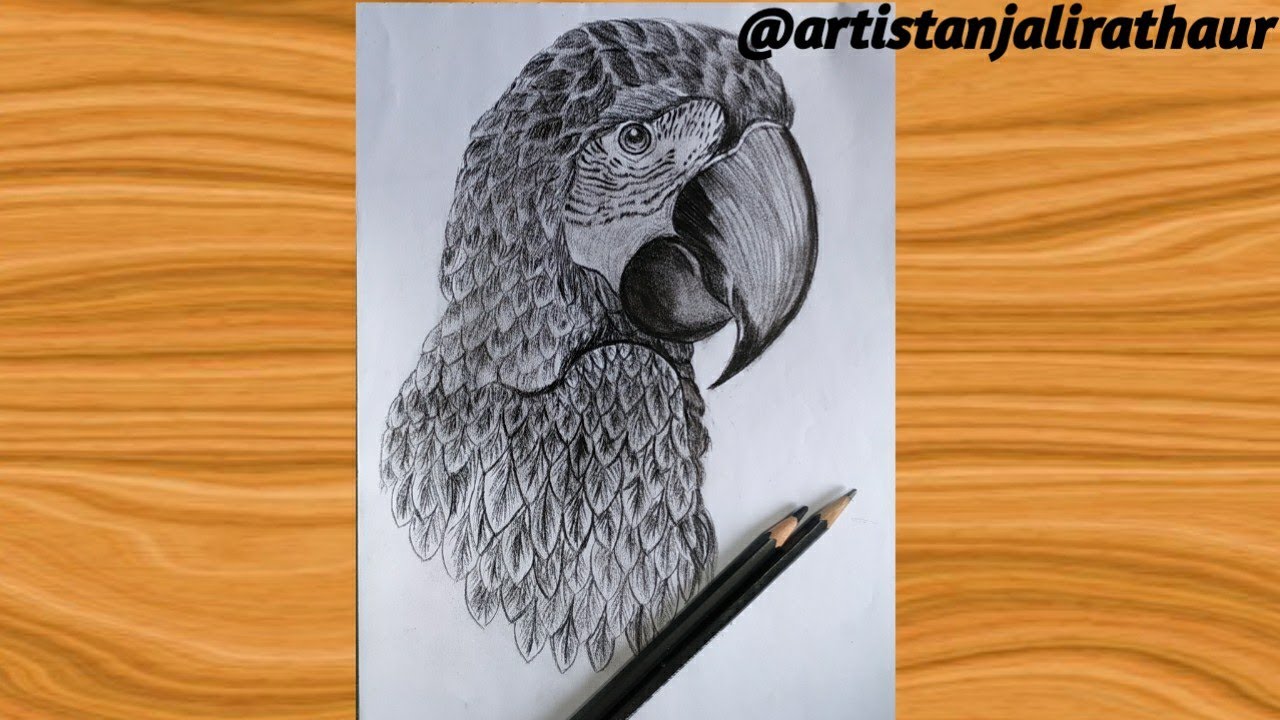 Charkol sketch tutorial step by step || how to draw Charcoal birds ...