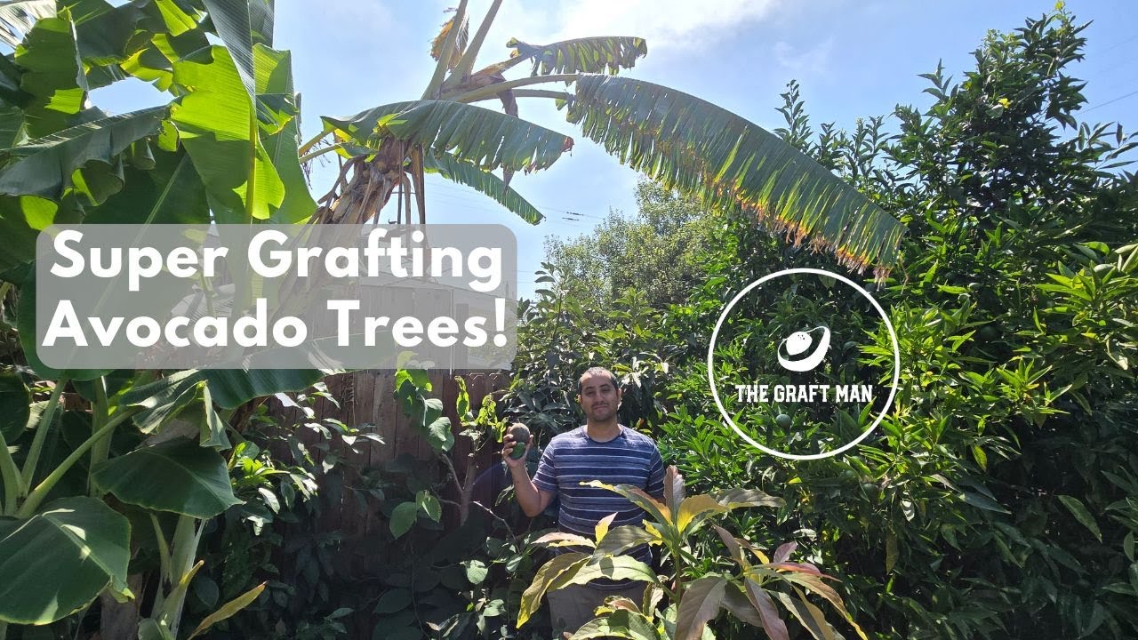 Transforming My Neighbor's Avocado Tree Into a Super Grafted Tree ...