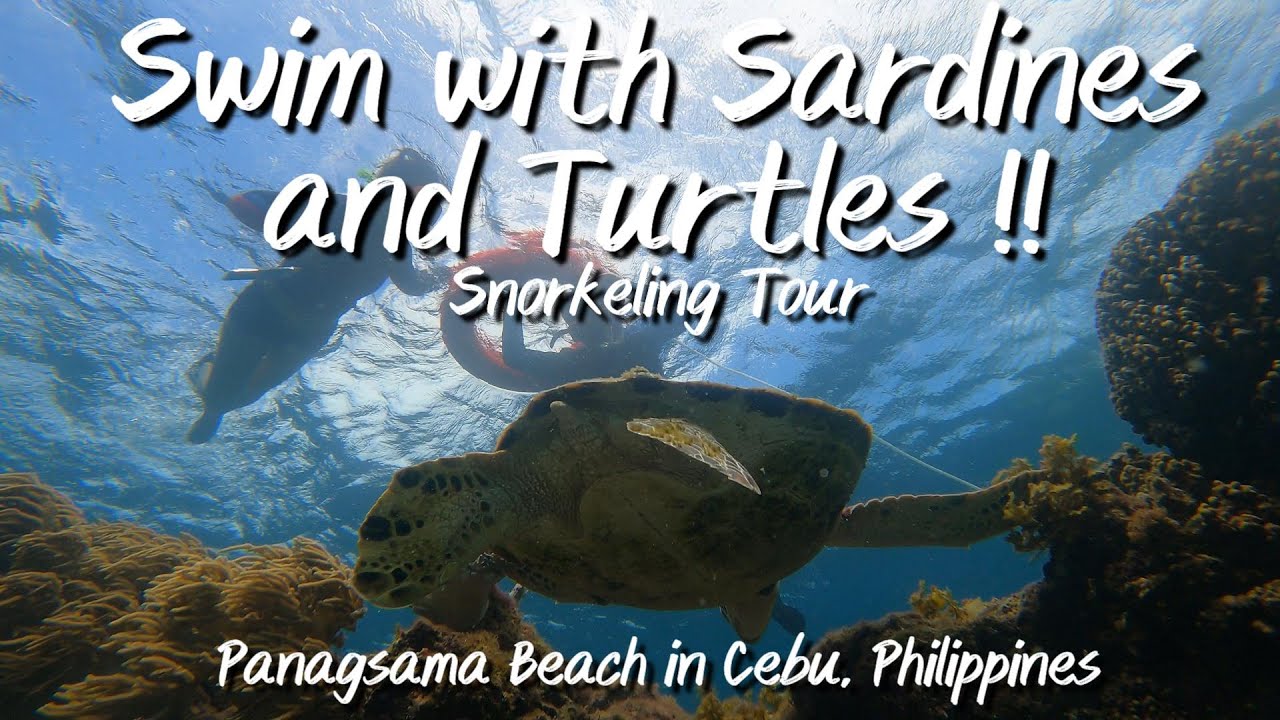 The Breathtaking Sardine Run and Sea Turtles at Panagsama Beach in Cebu ...