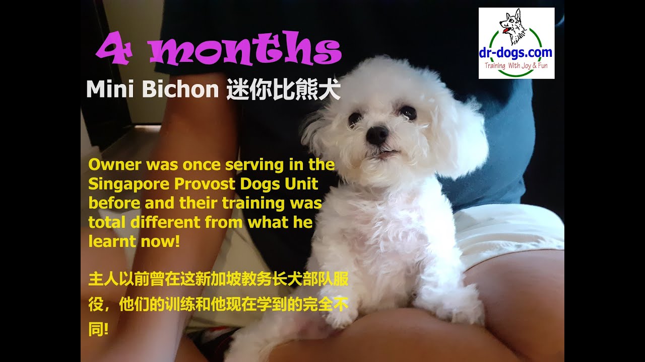 4 Months old Mini Bichon 迷你比熊犬 Barking| Dog Toilet Training| Biting | Puppy Problems Solving ...