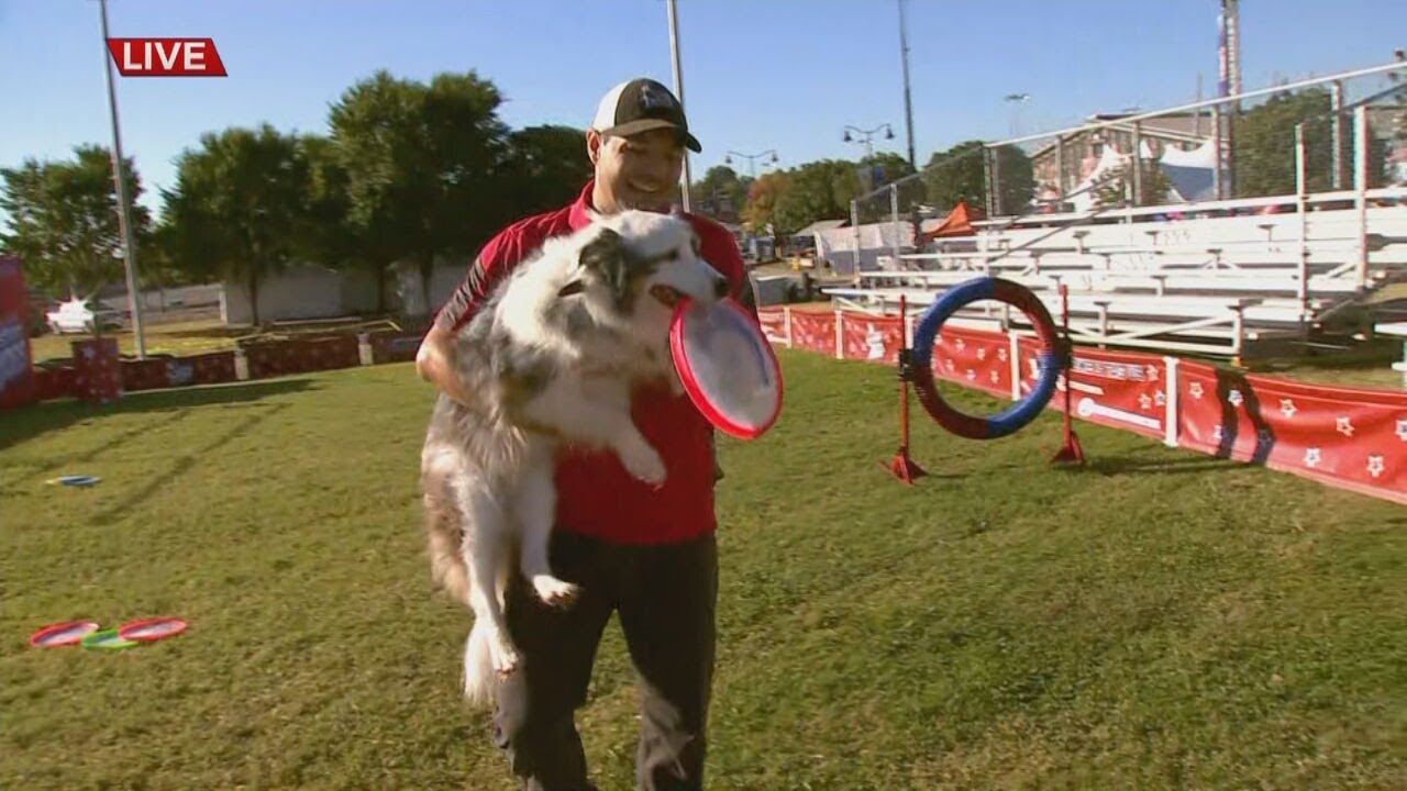 All-Star Stunt Dog Show Returns To The Tulsa State Fair - YouTube