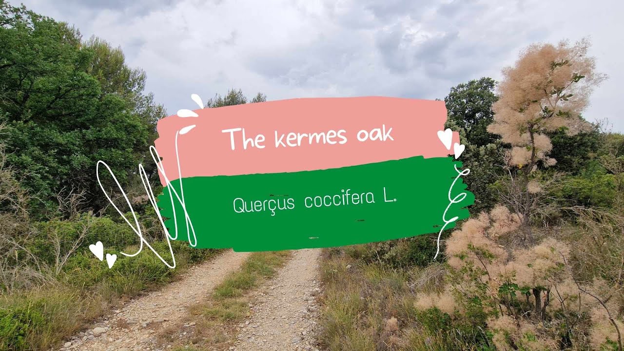 9- Kermes oak - Quercus coccifera L. - YouTube