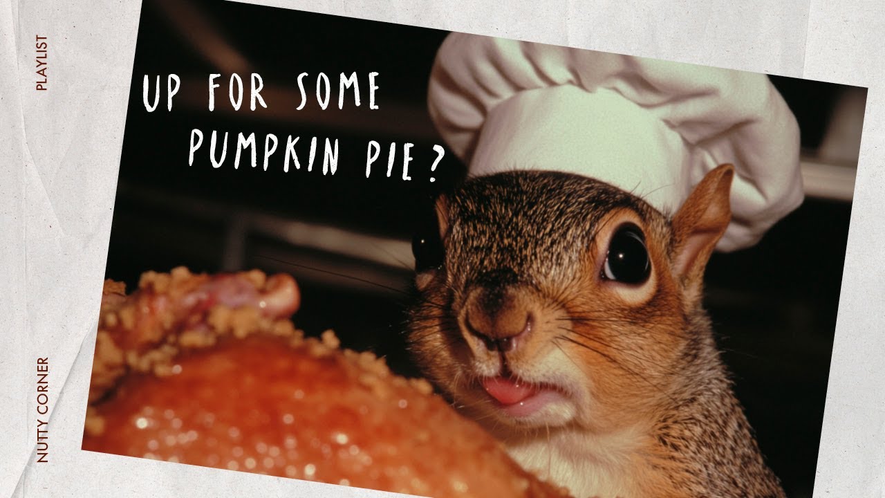 PLAYLIST 🐿️ Nutty Corner - pumpkin pie - YouTube