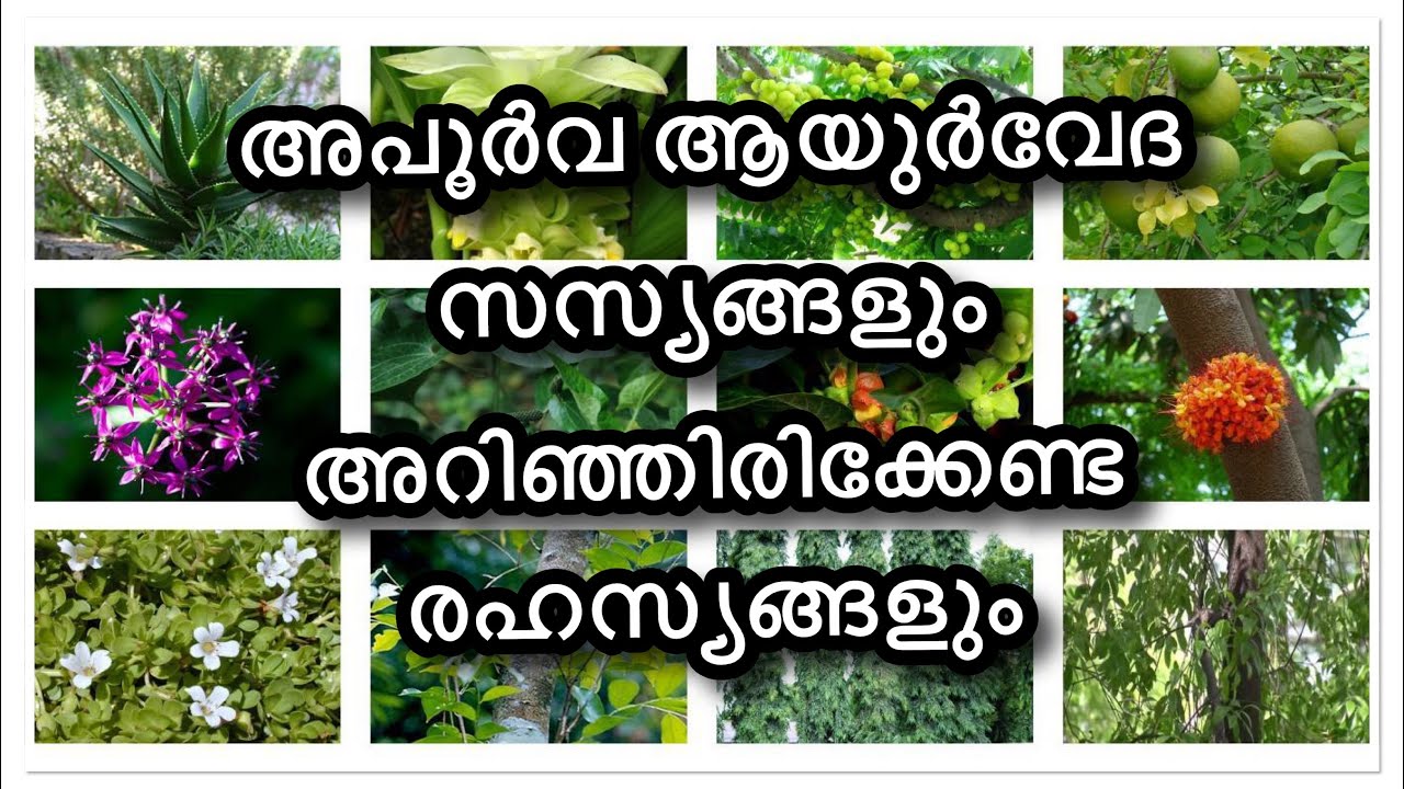 Ayurveda: Rare Ayurveda Medicinal Plants|Secret's Behind Medicinal ...