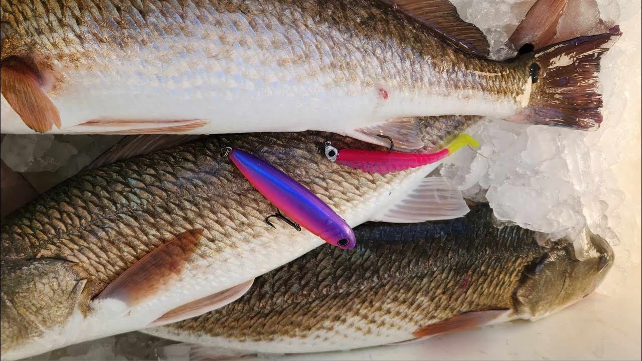RED FISH STRIKED JRZ LURES NON STOP - YouTube