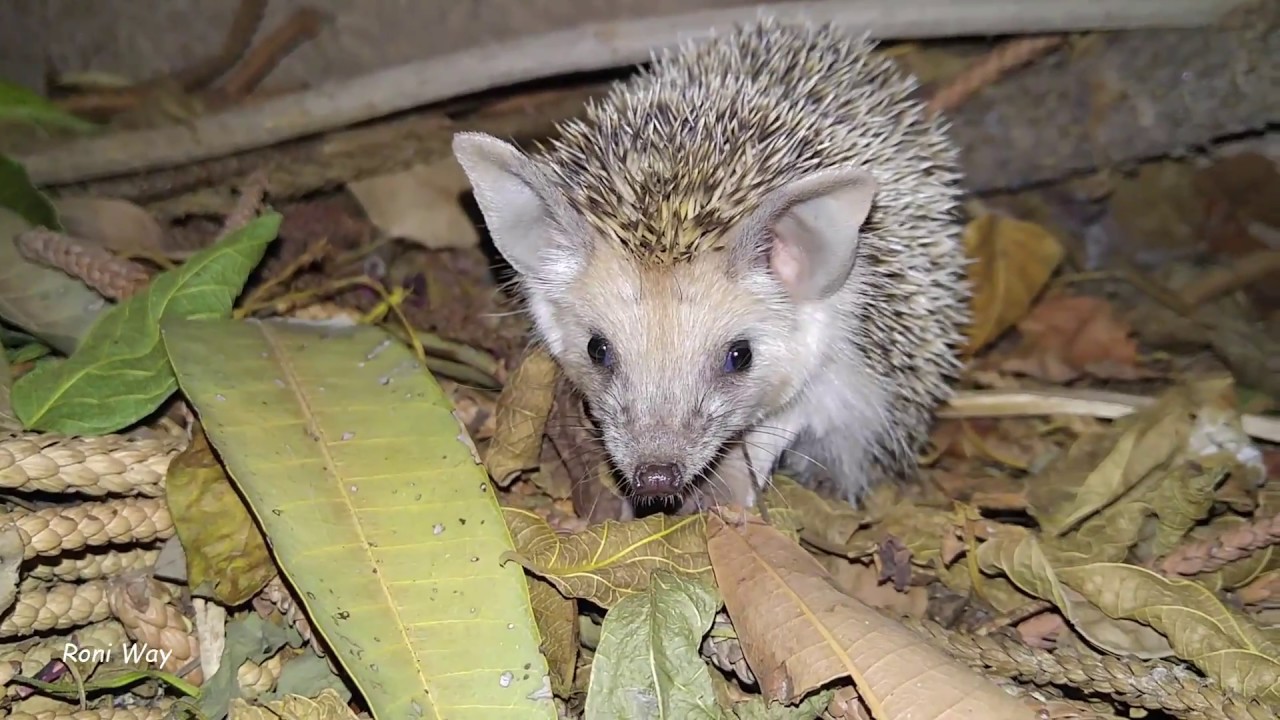 young hedgehog hunting ... thought they were vegetarians - Israel ...
