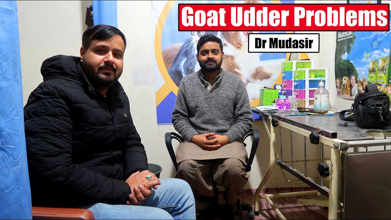 Goat Udder Problems | Mastitis In Goats Dr Mudasir Lahore 2024 - YouTube