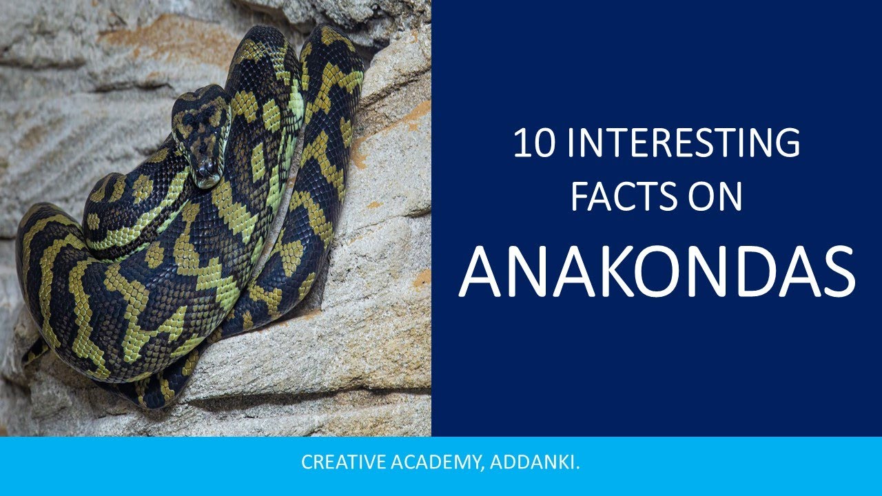 "Anaconda: 10 Facts Uncoiled About the Amazon's Giant Serpent" - YouTube