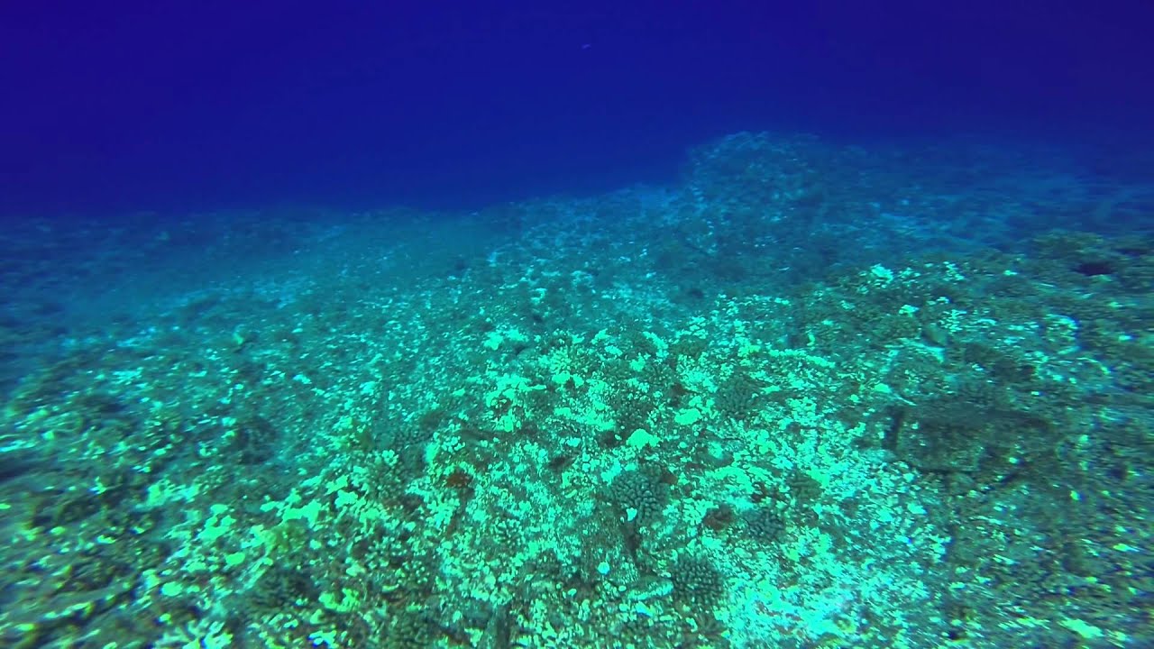 Yellow Frog Fish Molokini Drift Dive w/Maui Dive Shop - YouTube