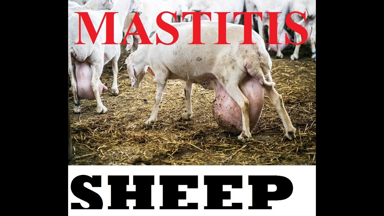 Mastitis DISEASE - YouTube