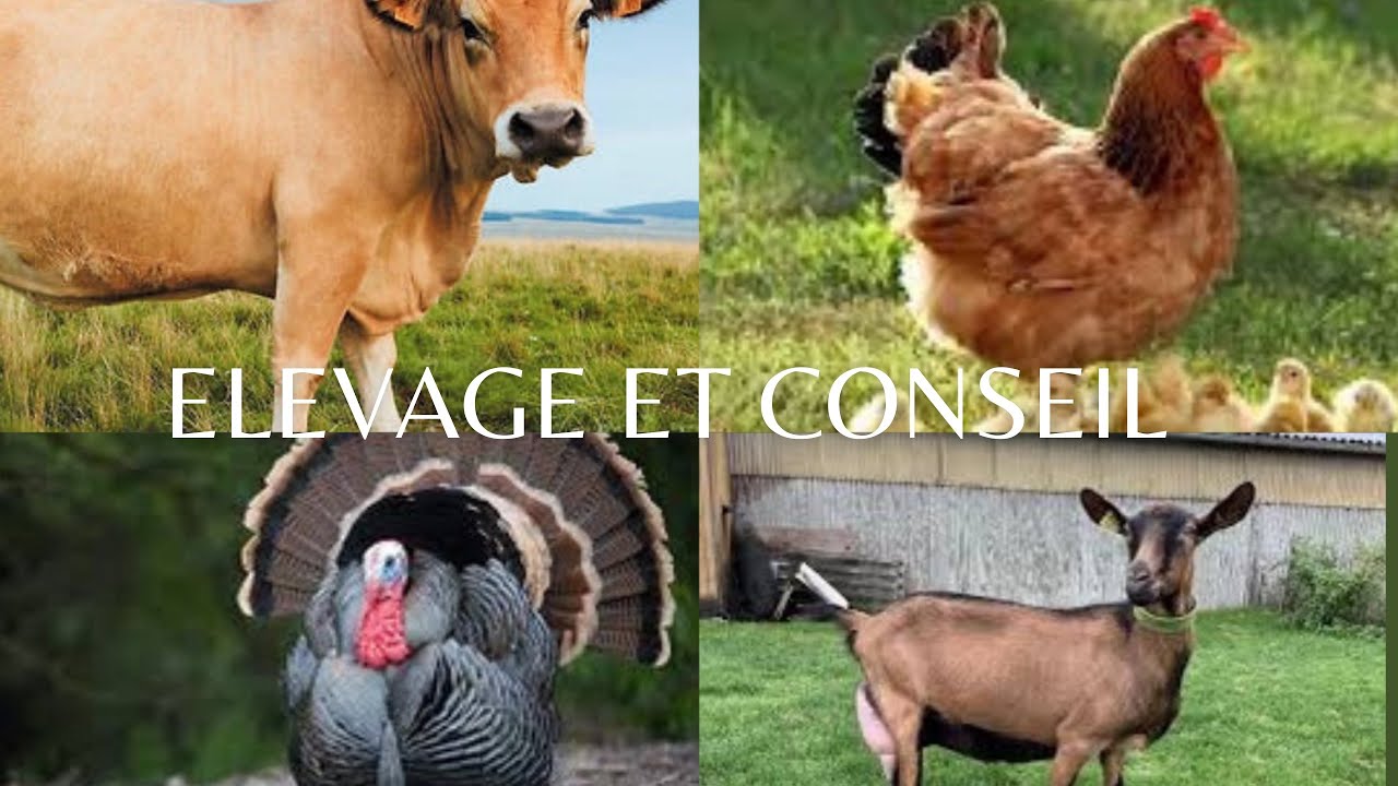Élevage et conseils ,la chaîne des éleveurs 🕊🐔🐤🦆🪿🐥🐴🐏🦜🐇 - YouTube