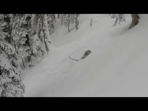 Skier Almost Runs Over Snow Leopard -2017