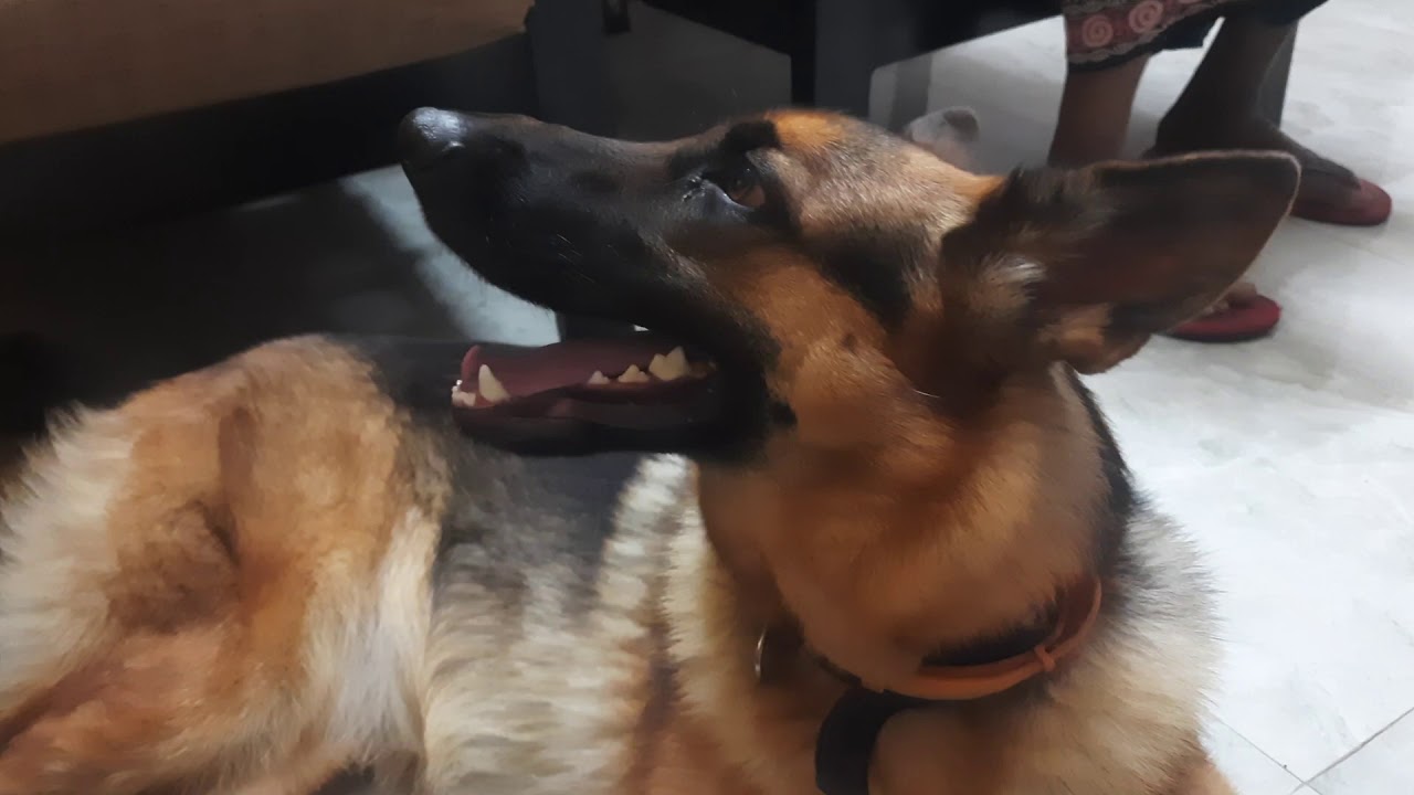 Goofy German Shepherd - YouTube