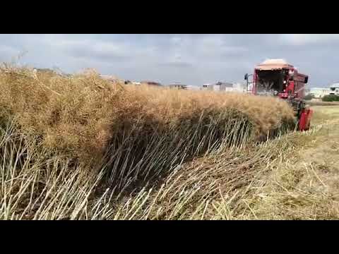 Dekalp exspower kanola (bandırma)