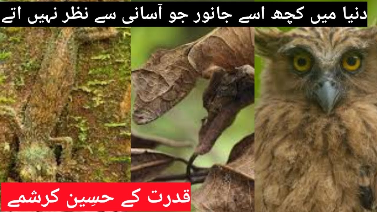 5 insane Animals that you want to must Know. - YouTube