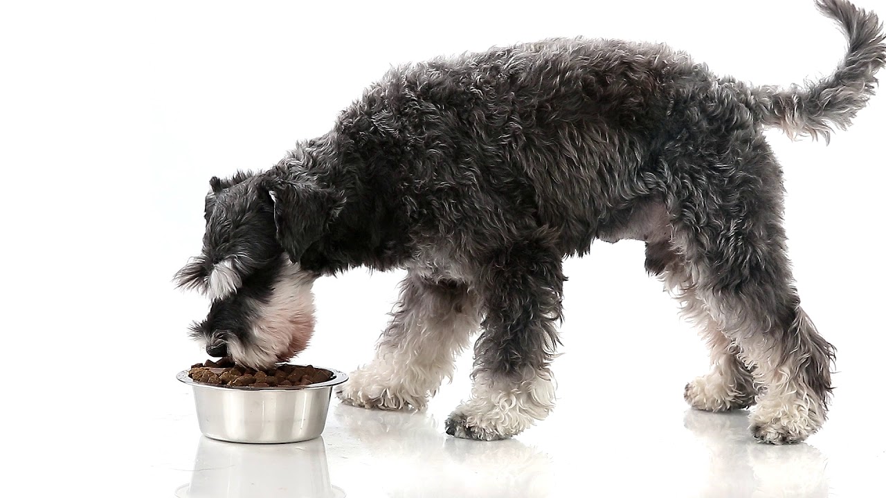 Kudo pet food 03-Snaucer - YouTube