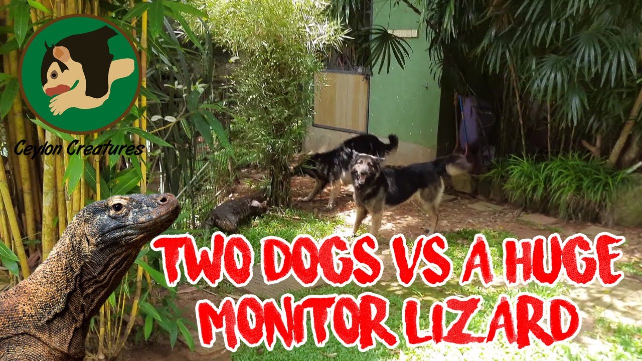 Dangerous Fight | Two Dogs vs A Huge Monitor Lizard - YouTube
