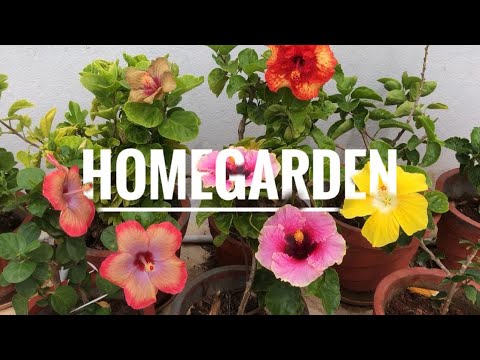 A short trip to our Home Garden | Beautiful Hibiscus flowers | Hybrid Hibiscus | #flowers #hibiscus