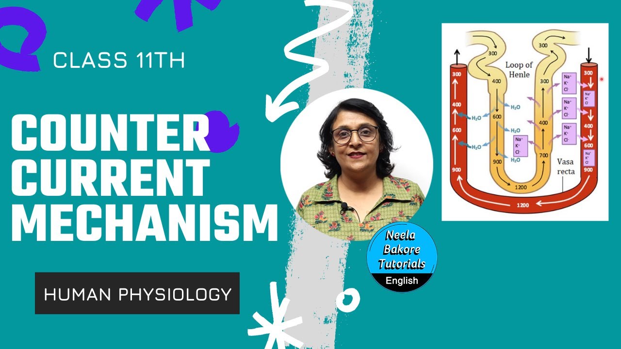 Counter Current Mechanism | Human Physiology | Class 11th & AIIMS ...