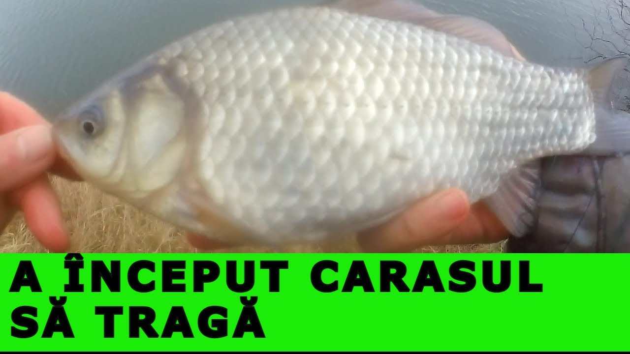 Pescuit la CARAS și CIORTAN NU FAC FAȚĂ cu două BEȚE - YouTube