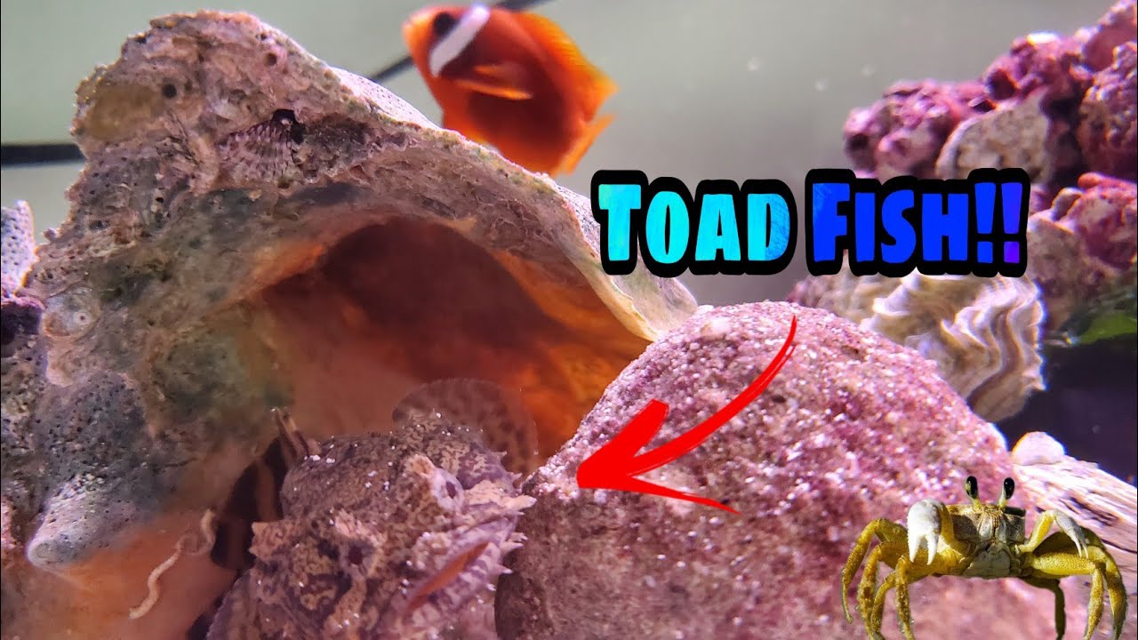 Fish Tank Update! All about My *Toad Fish* - YouTube