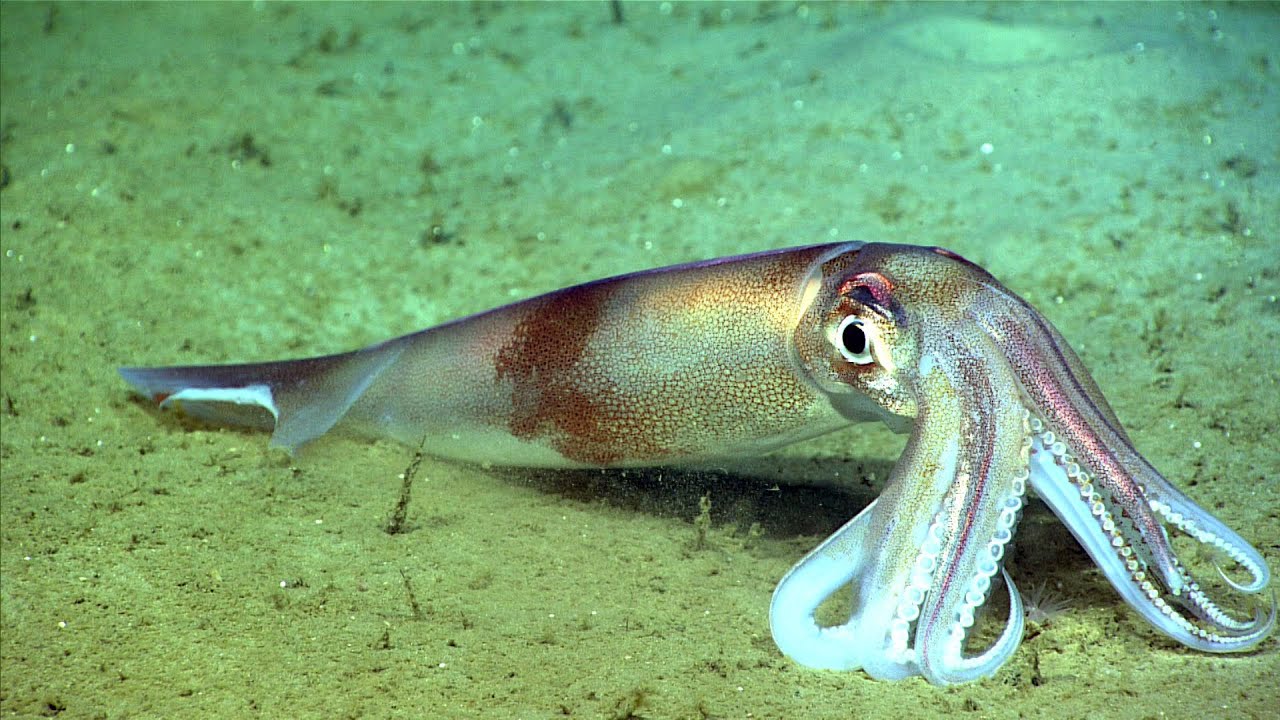 Facts: The Northern Shortfin Squid - YouTube