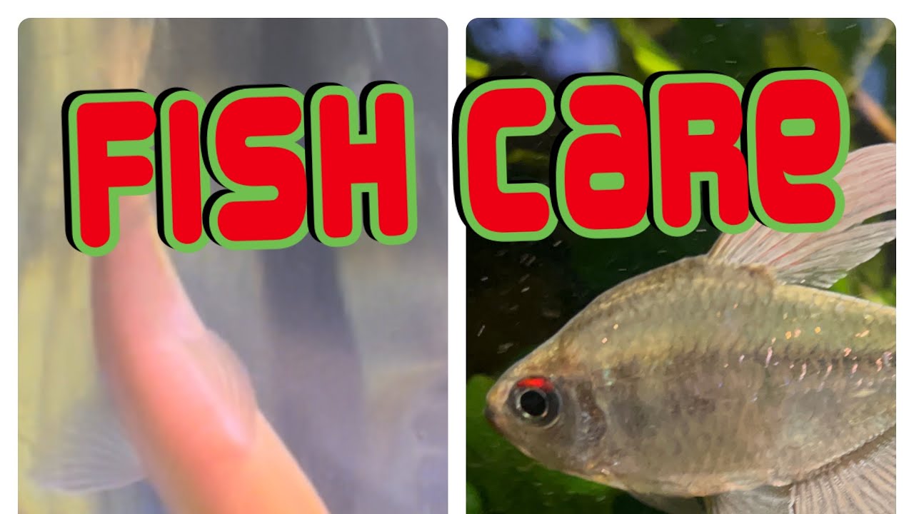 How we care for our fish - YouTube