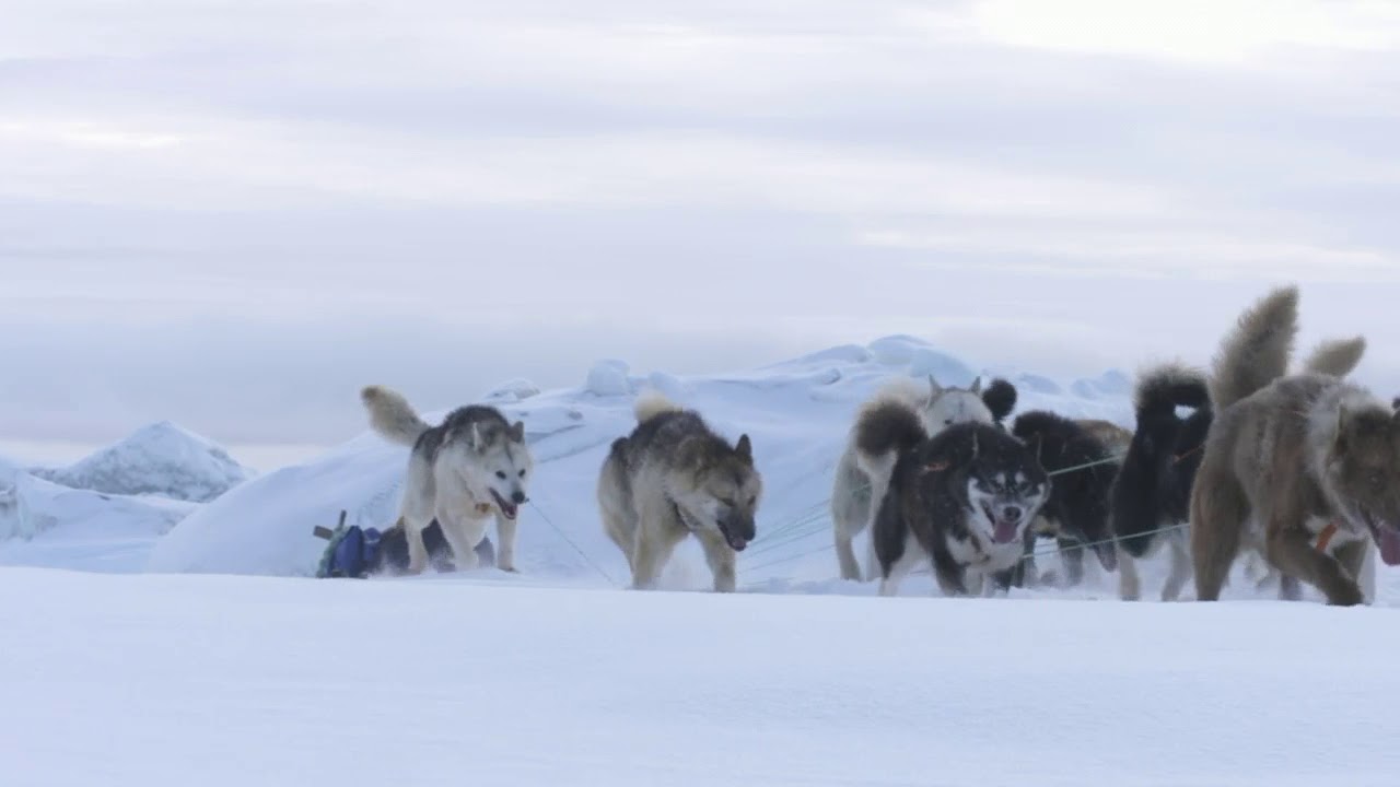 Ice Dogs, Greenland - YouTube