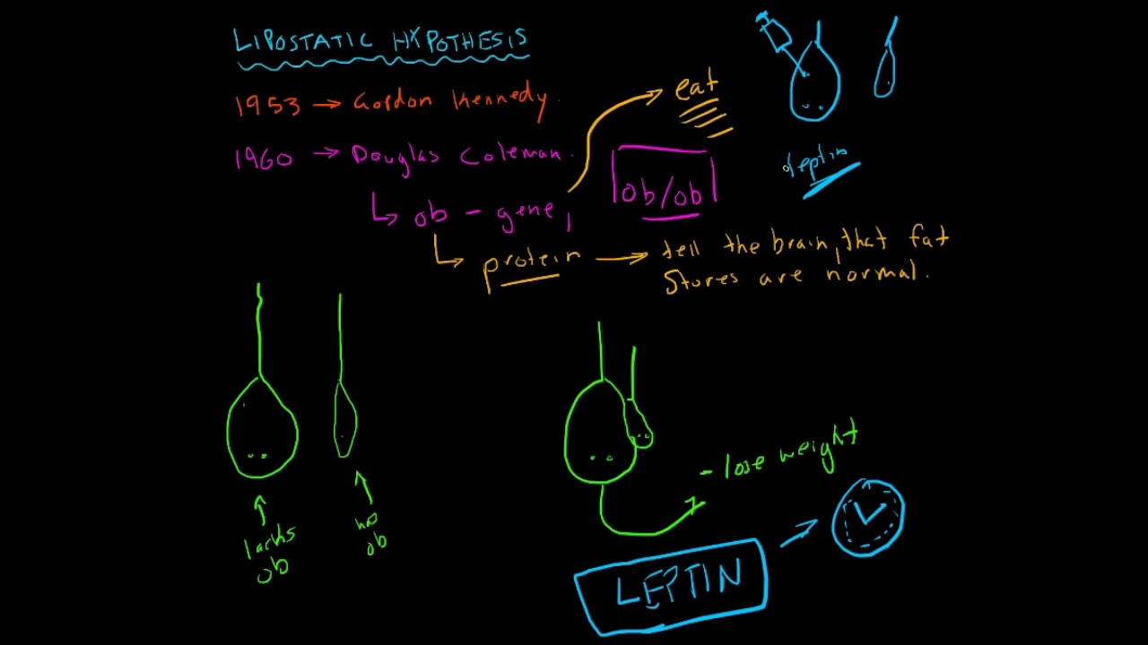 Lipostatic Theory: Leptin - YouTube
