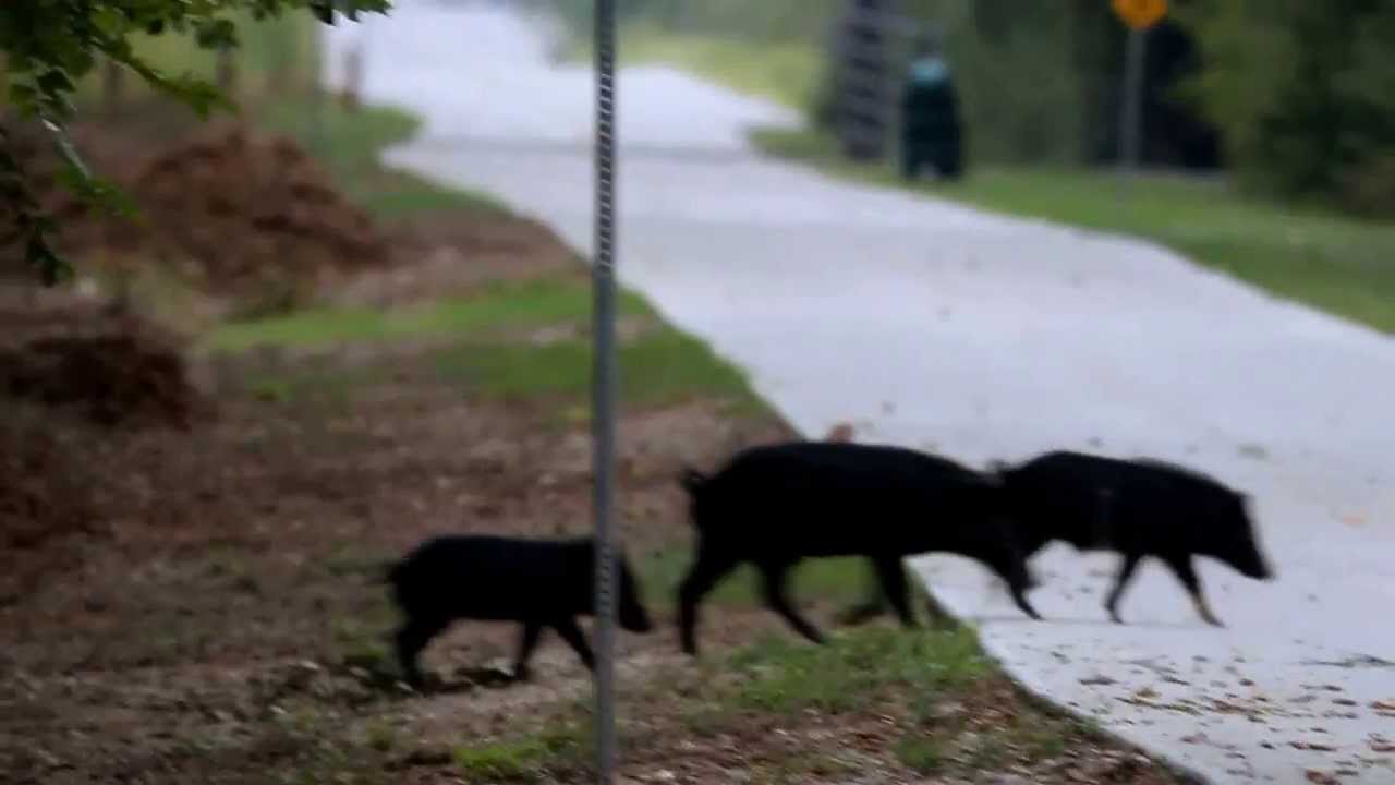 Dozen Feral Pigs in Dallas, Texas Crossing Great Trinity Forest Bike ...
