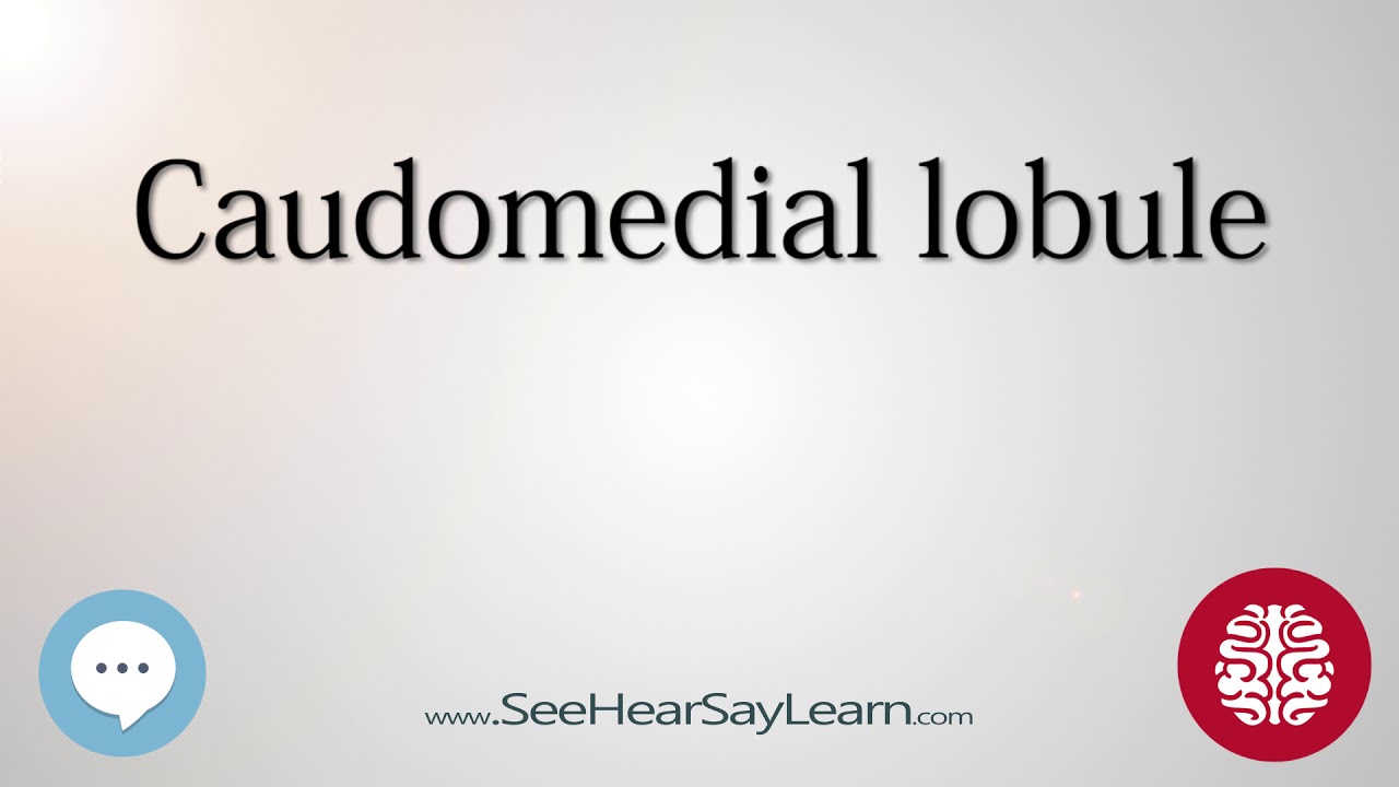 Caudomedial lobule Anatomy of the Brain SeeHearSayLearn 🔊 - YouTube